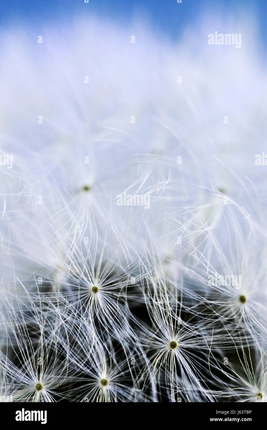 dandelion weed fluff emblements seeds fuzz fluffy plant close blue ...