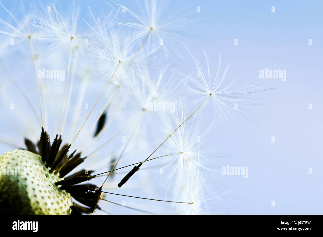 dandelion weed fluff emblements seeds fuzz fluffy plant close blue ...