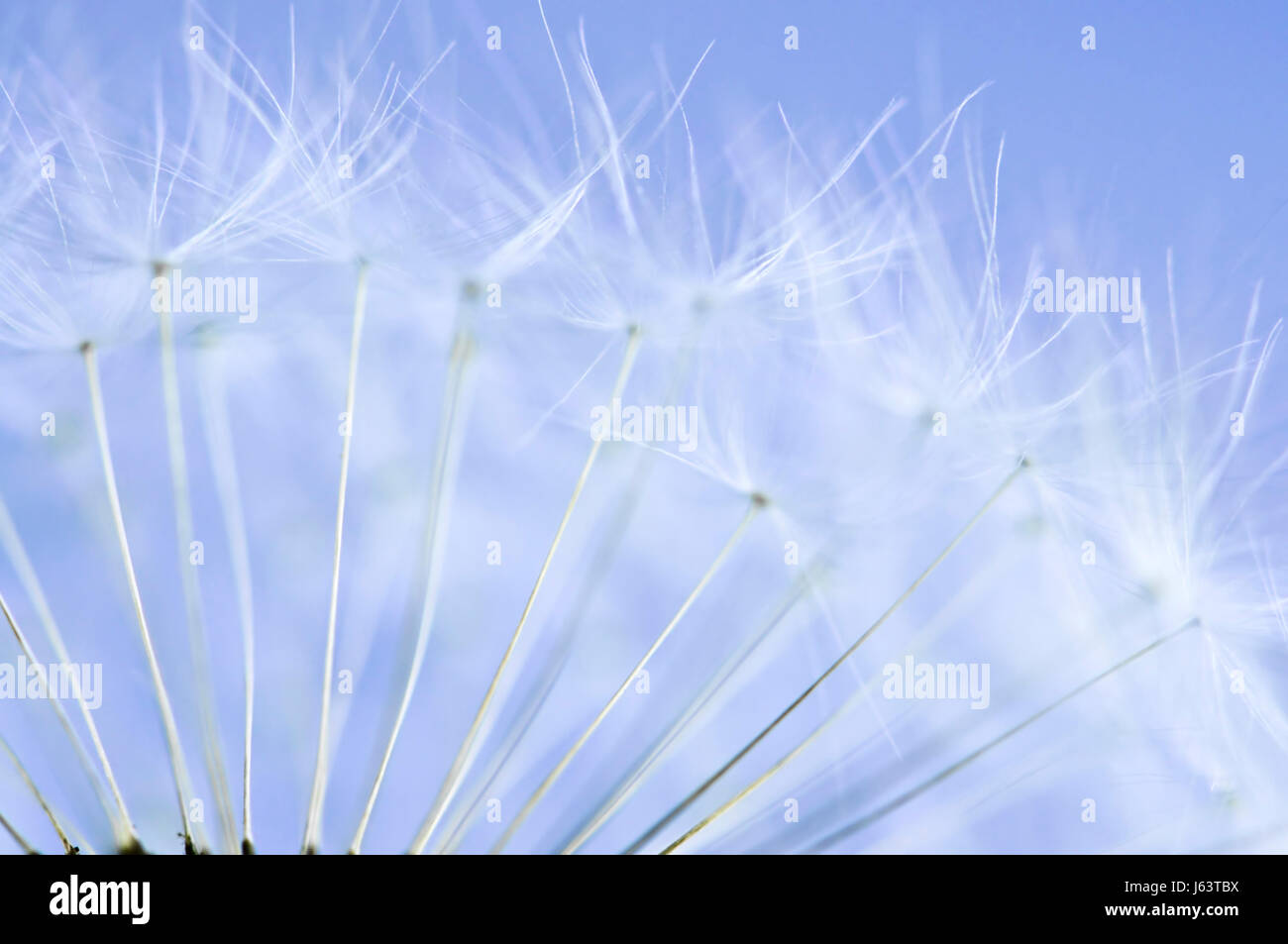dandelion weed fluff emblements seeds fuzz fluffy plant close blue ...
