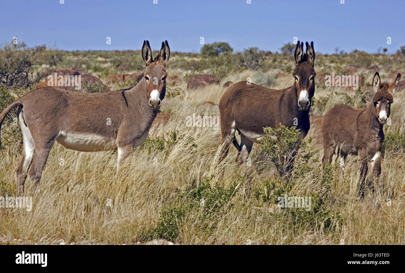 a family of feral donkey looks curiously Stock Photo - Alamy