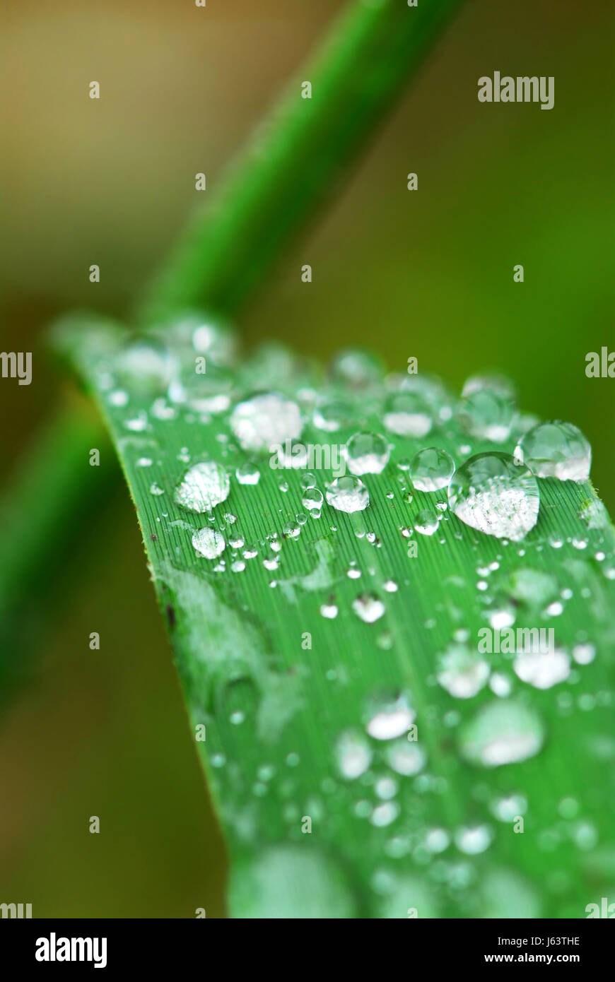 raindrop dew blade meadow grass lawn green water plant drop drip drops ...