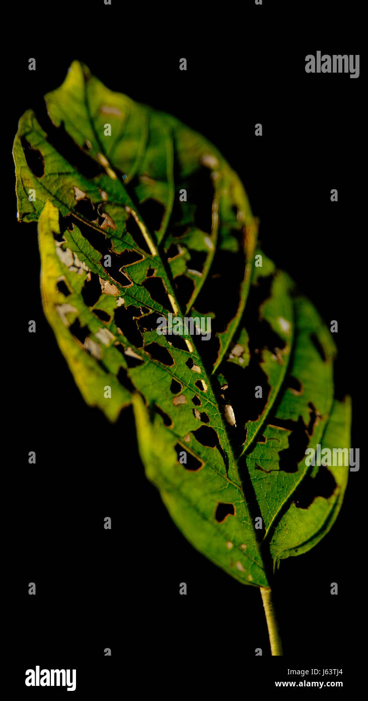 leaf plant leaves varmint pest control nature leaf tree trees plant ...
