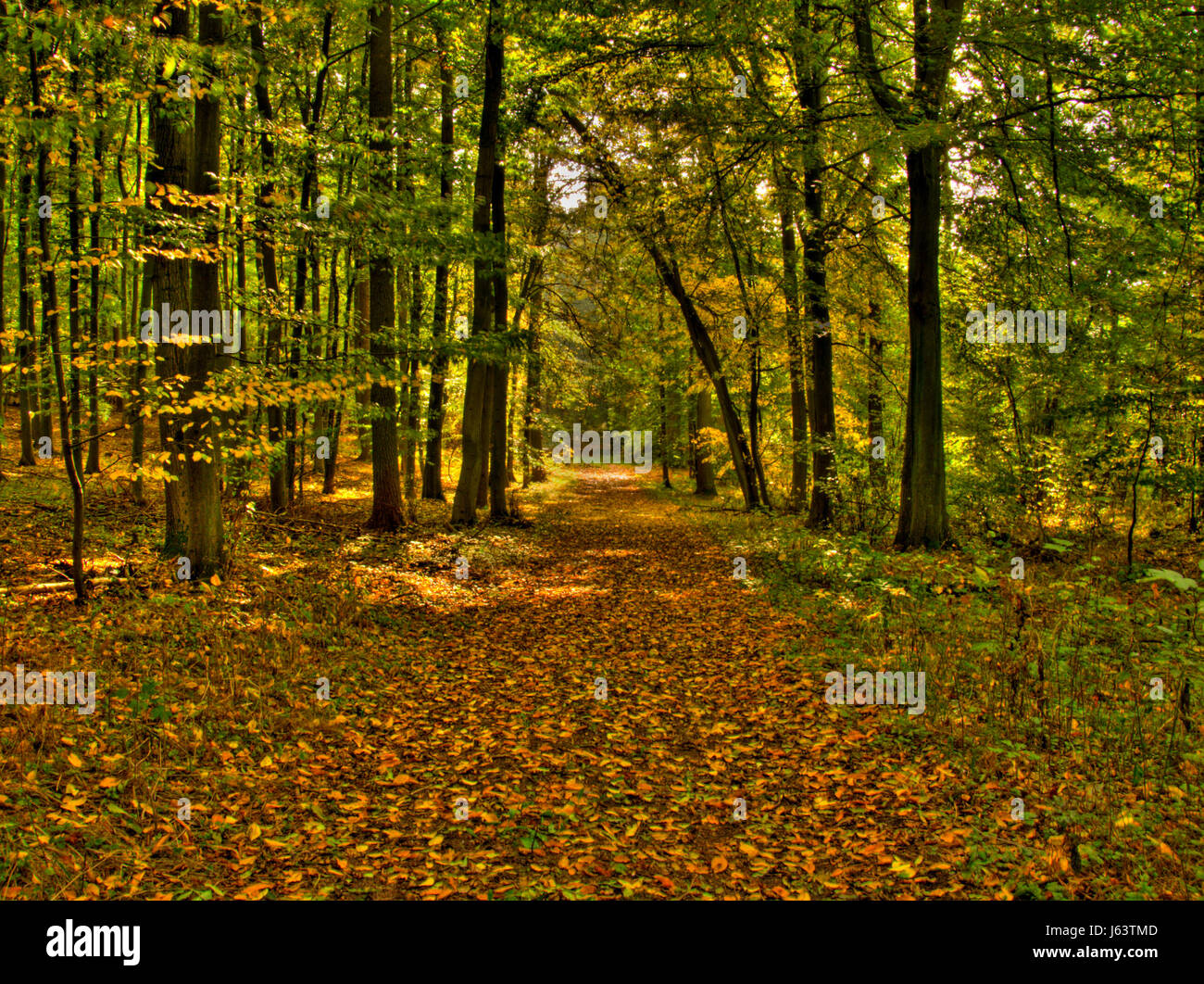 leaves walk october path way forest foliage fall autumn walk go going ...