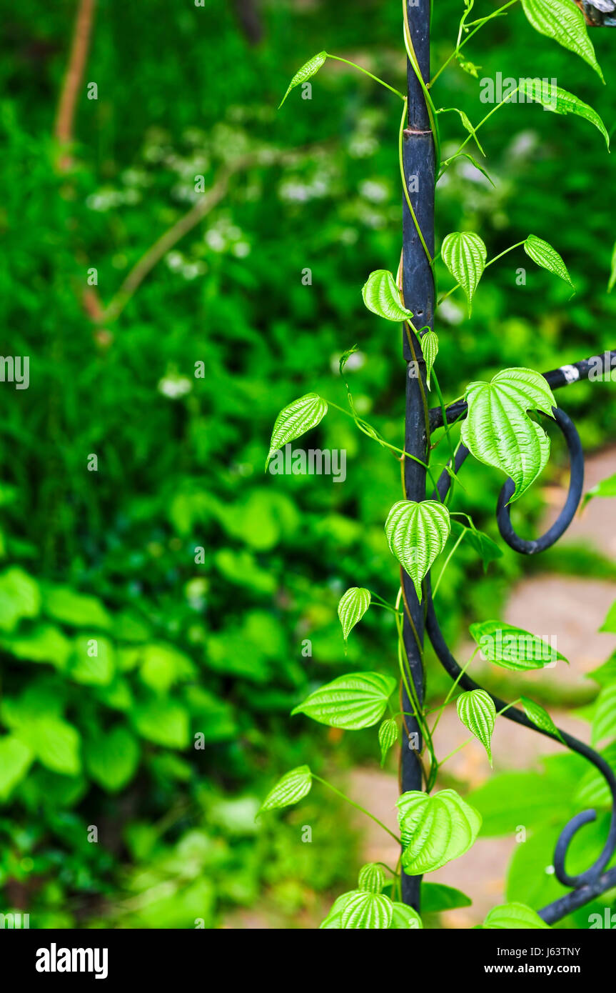 garden arbor vine grape vine grape-vine pathway iron plant private ...