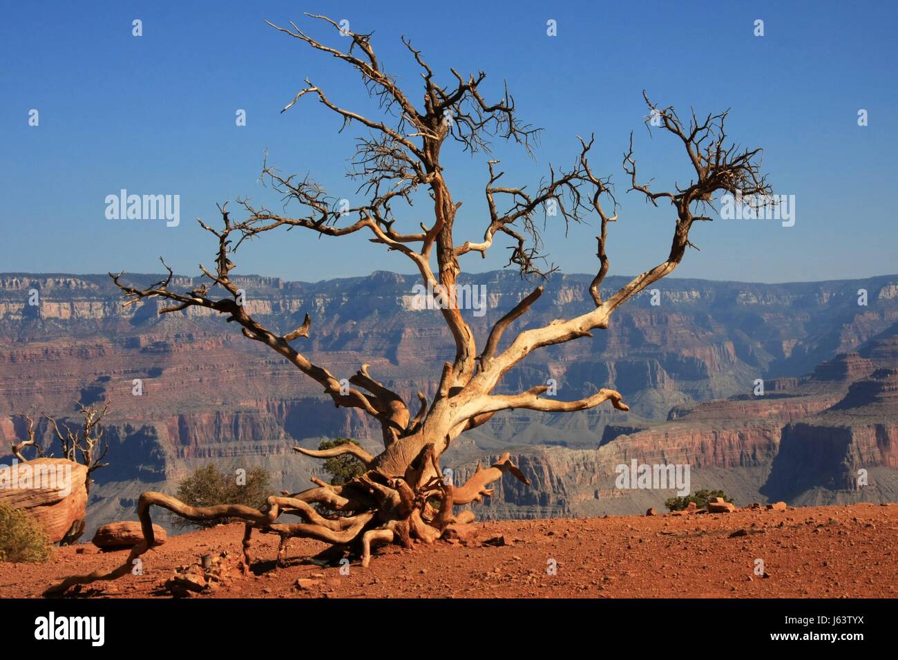 grand canyon 003 - tree Stock Photo - Alamy