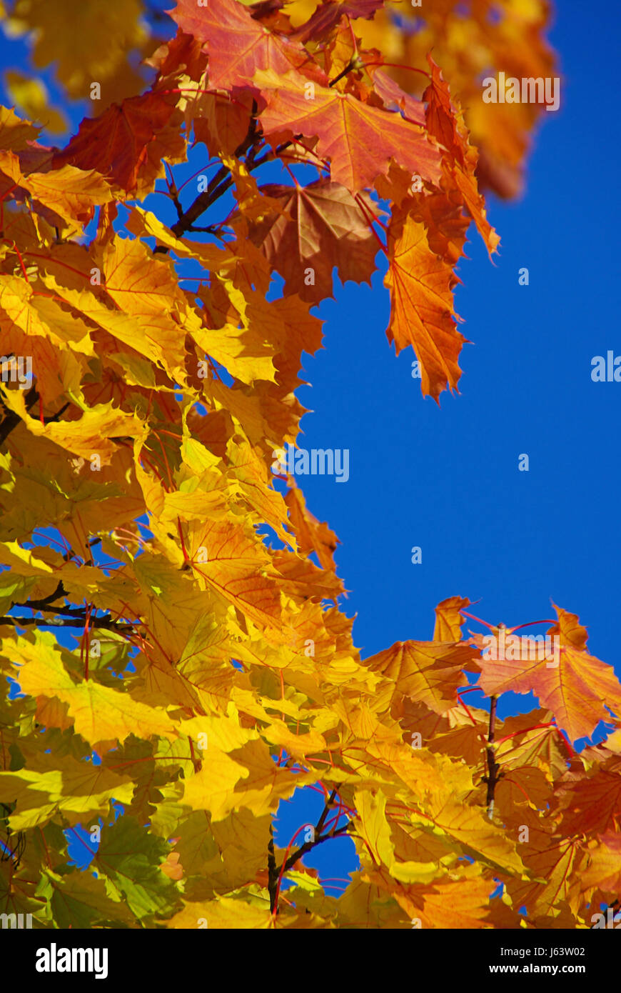 branch maple autumn colouring leaves foliage blue shine shines bright ...