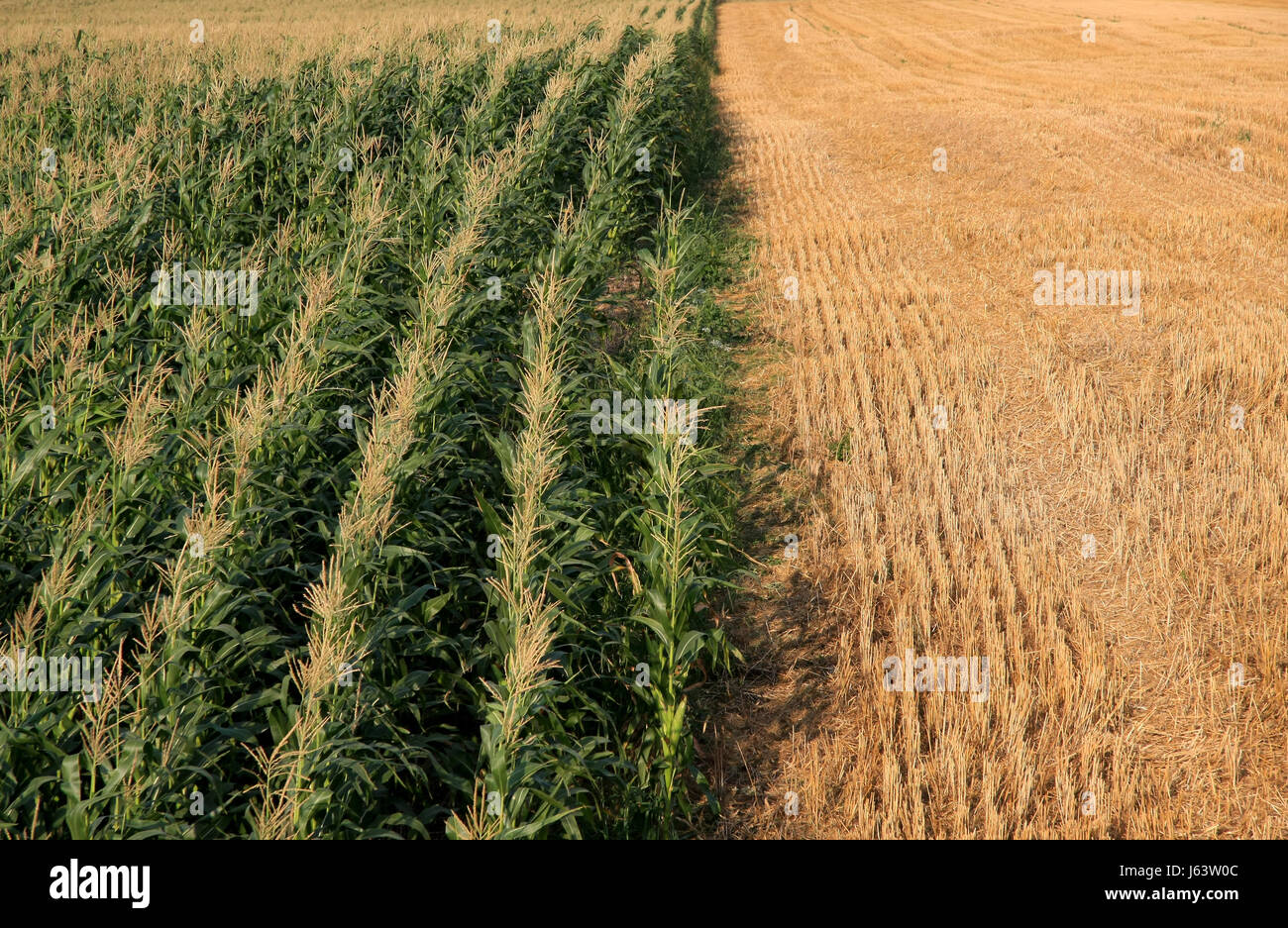 growth and harvest Stock Photo - Alamy