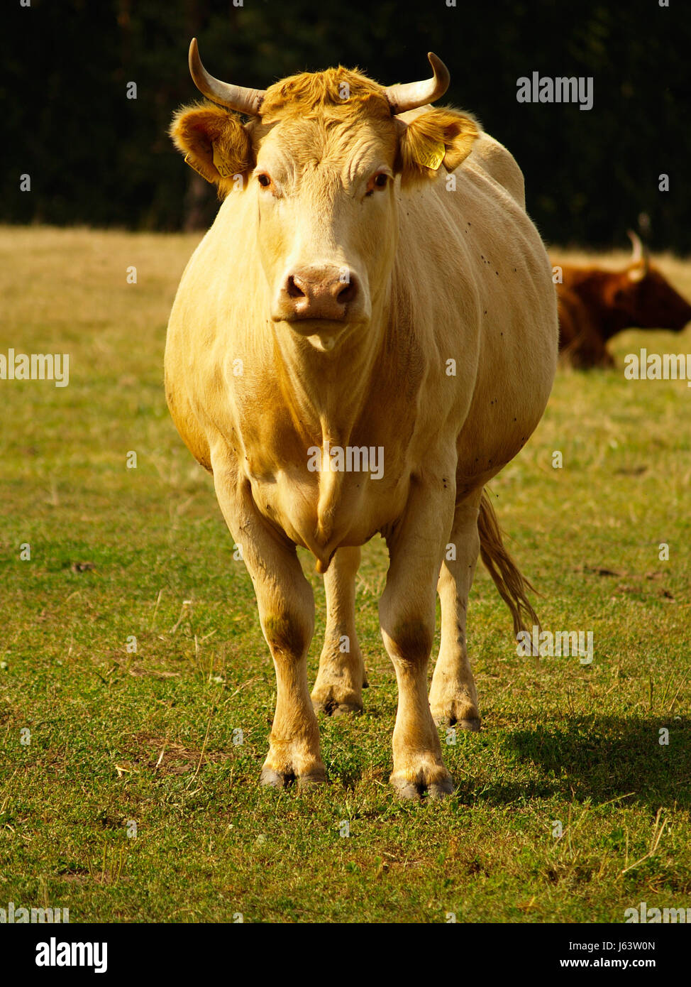 bull cow cattle bull wildlife cow farm cattle country milker meadow ...