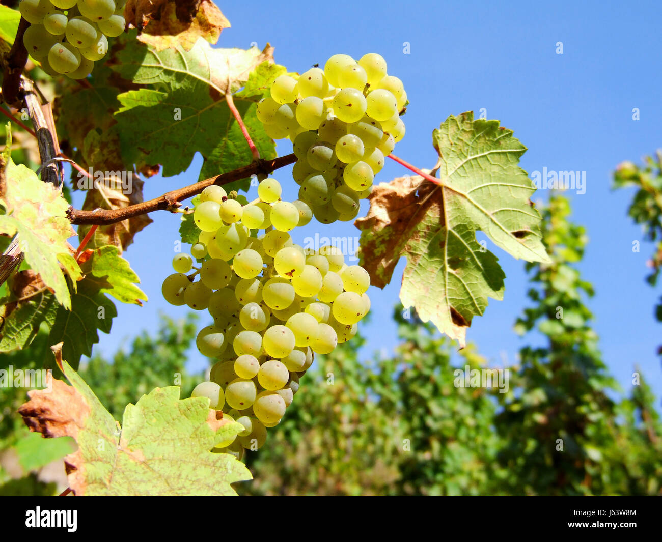 blank european caucasian vineyard vine grape vine grape-vine grape ...