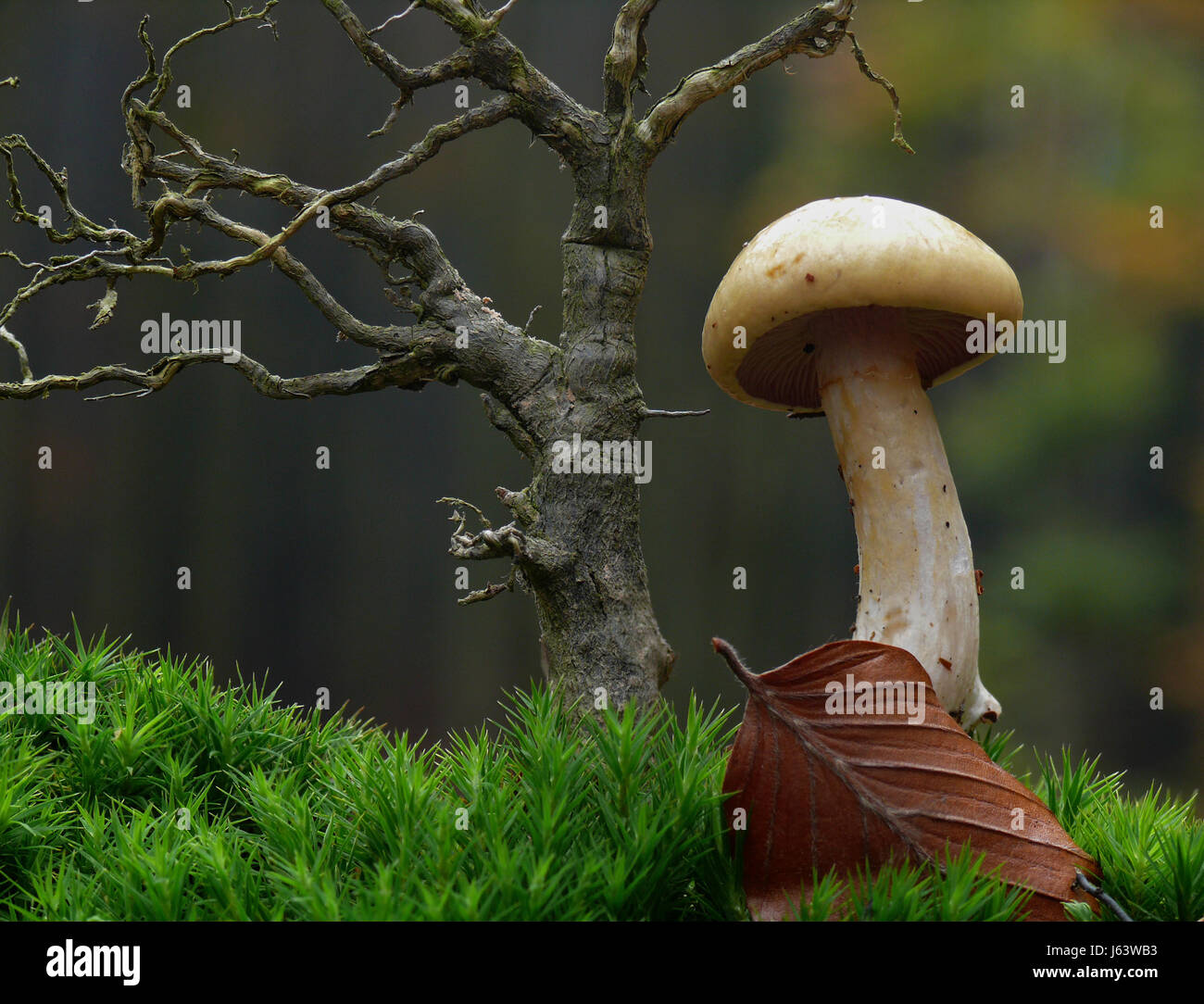 book mushroom fungus autumnal branch root beech forest forest fall ...