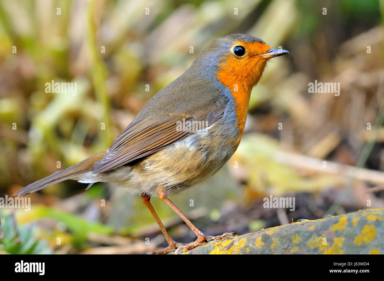 bird animals birds robin nature garden animal bird eye organ birds near ...