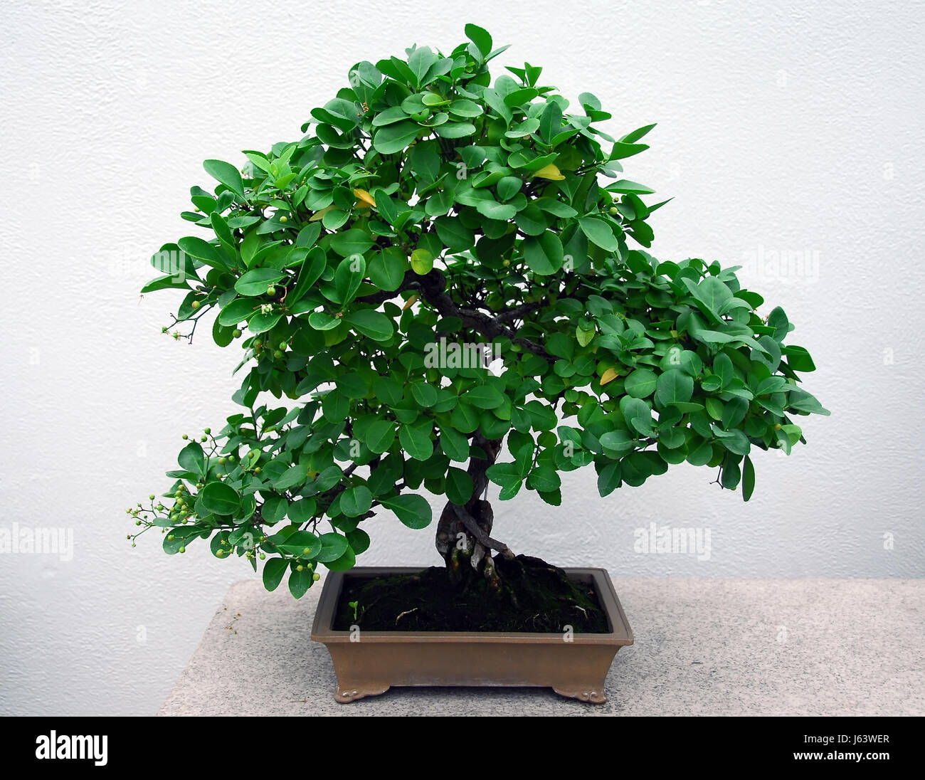 environment enviroment art tree branch dwarf chinese asian environment ...