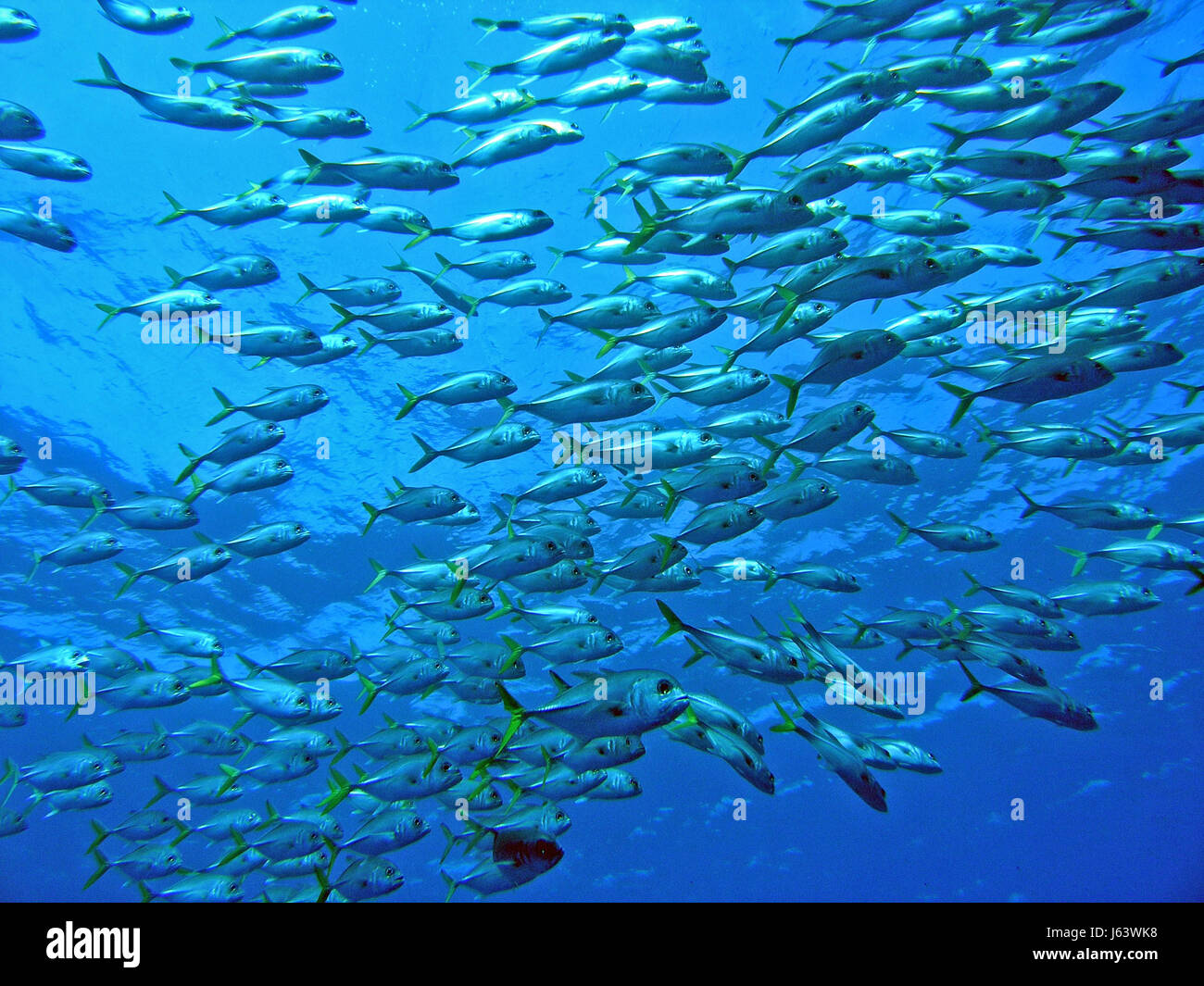 dive fishes belize fish central america underwater atoll direction dive ...