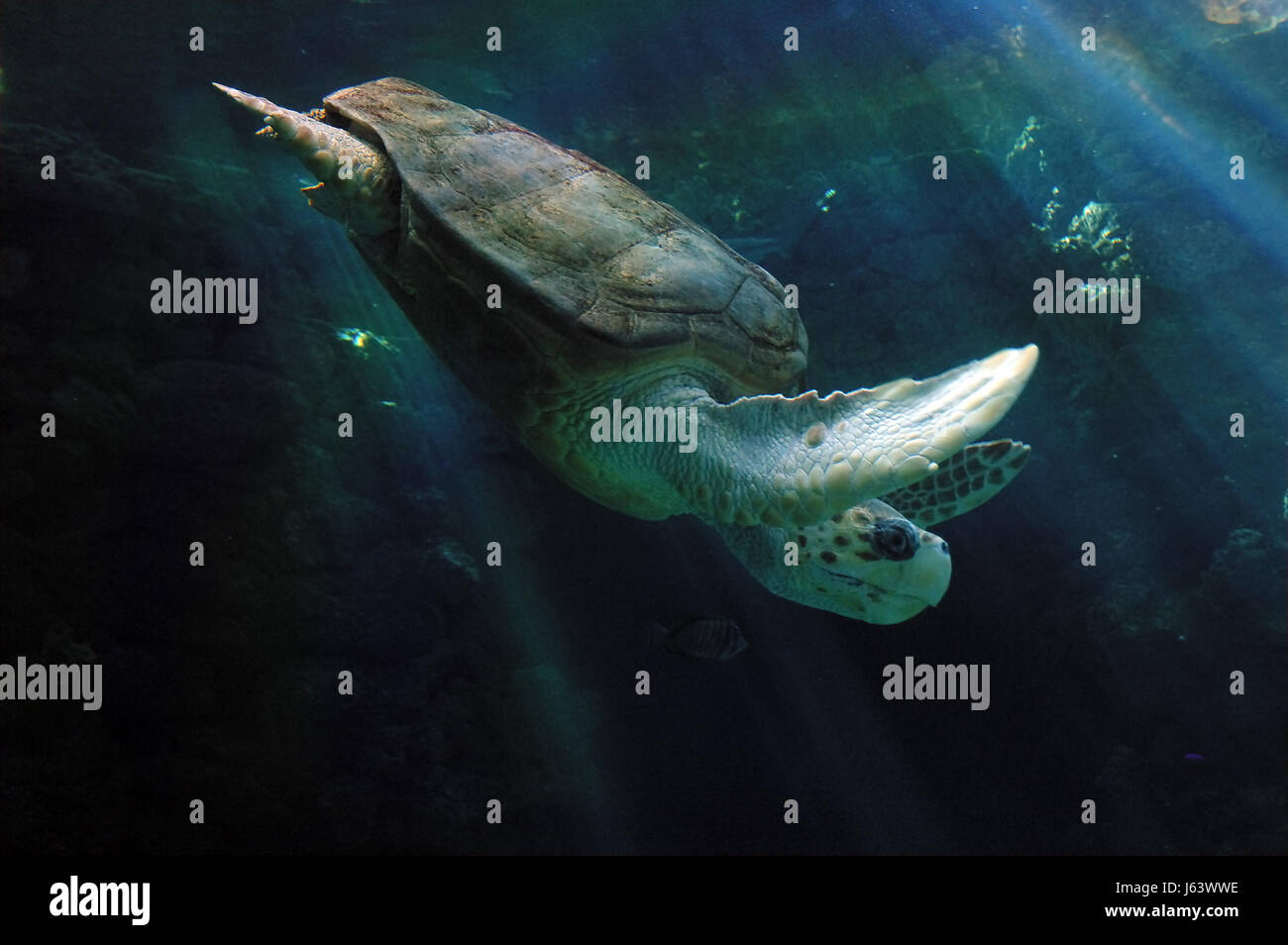 turtle,salt water,sea,ocean,water,turtle,salt water,sea,ocean,water ...