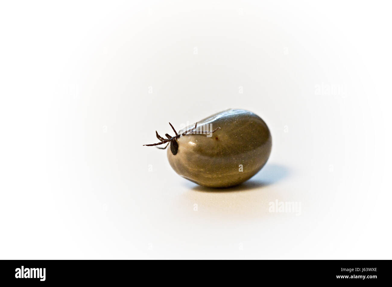 tick ticks disease illness sickness sick ill vermin transmission ...