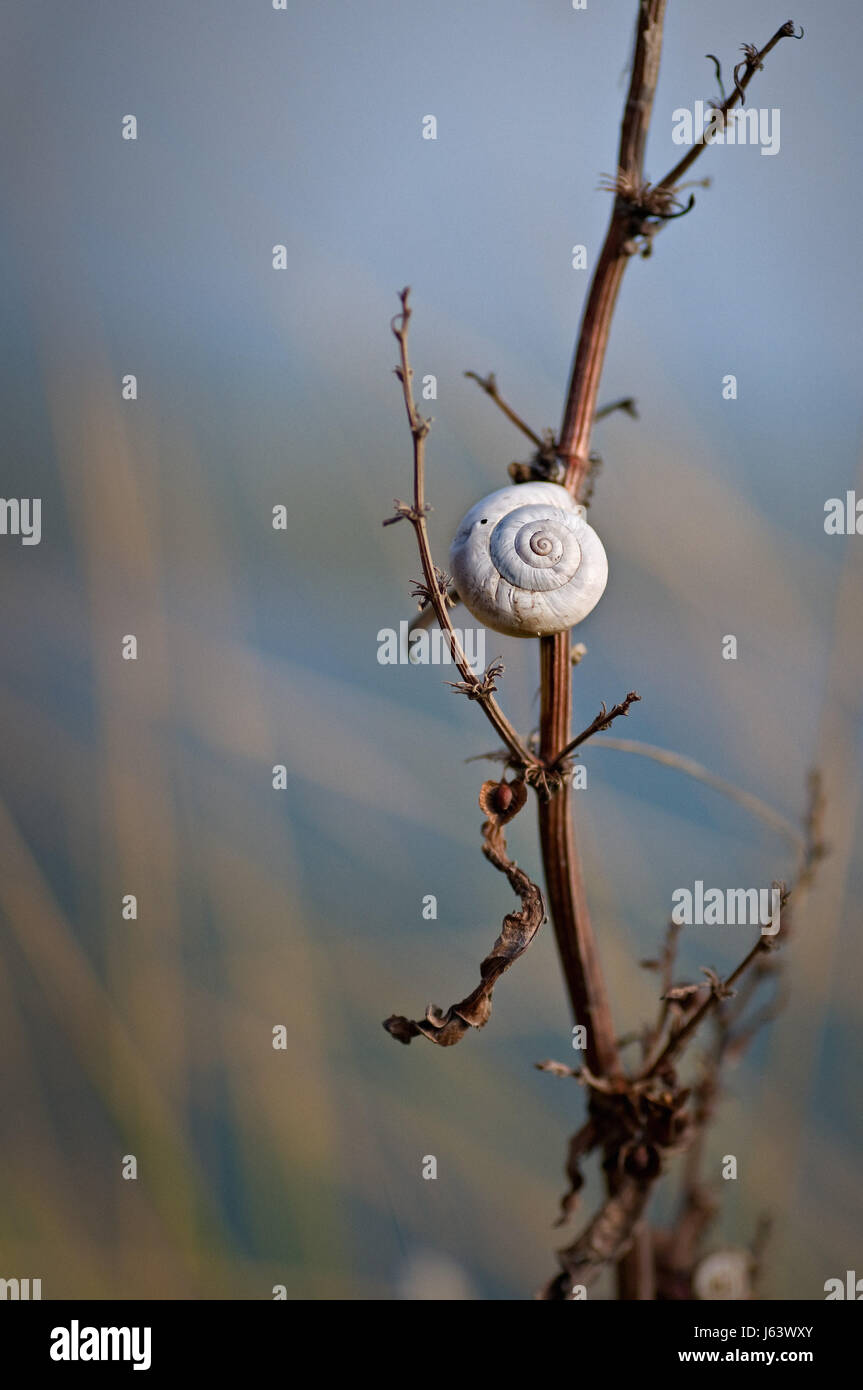 house building animal animals branch snail snail shell blue house ...