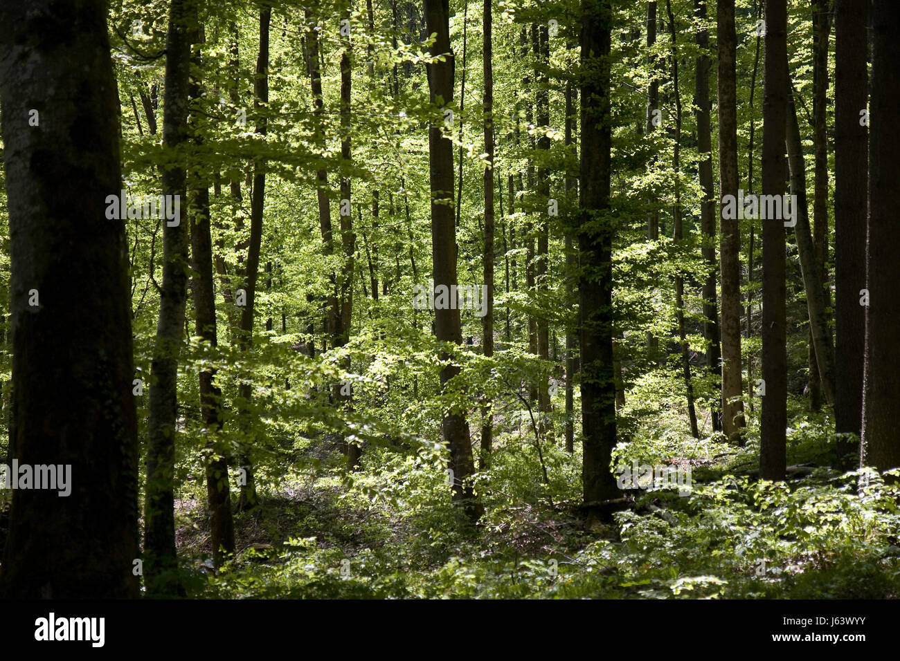 tree trees green deciduous forest beech dense forest leaves foliage ...