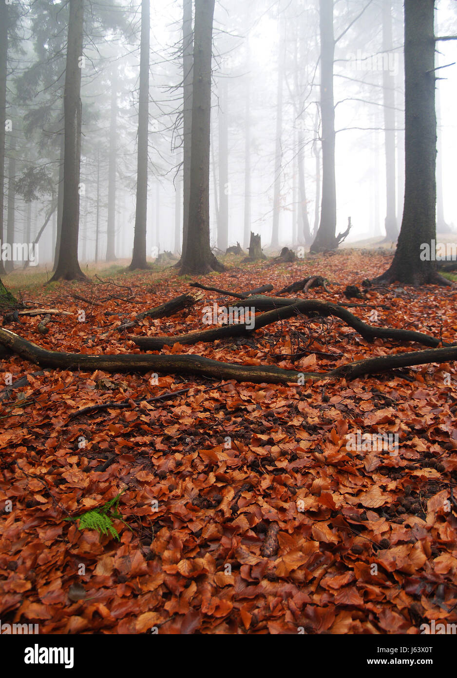 fog landscape scenery countryside nature misty czech forest fall autumn ...