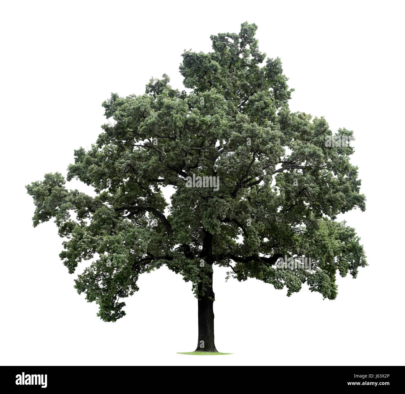 leaf isolated tree trees growth lawn green plant nature leaf single big ...