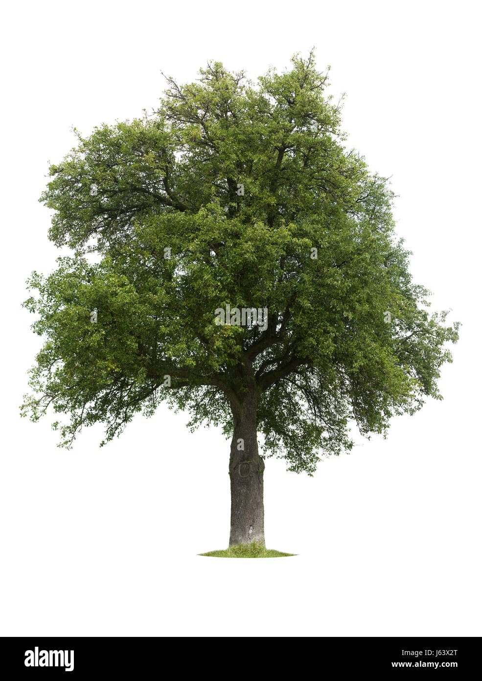 leaf isolated tree trees growth lawn green plant nature leaf single big ...