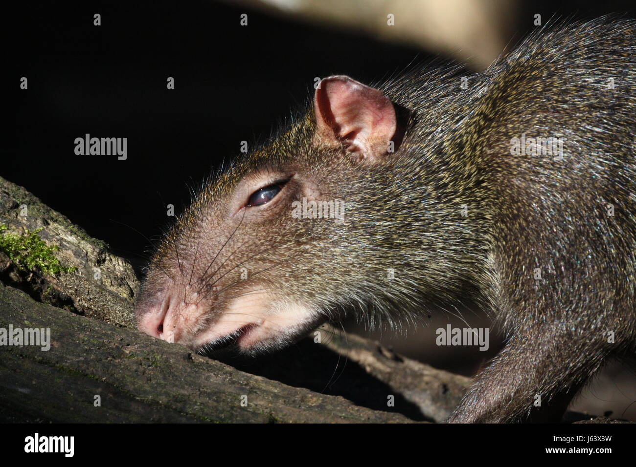 animal mammal rodent america american animal mammal rodent america ...
