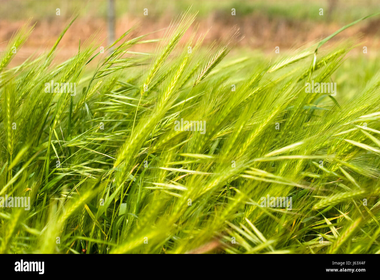 agriculture farming energy power electricity electric power wheat ...