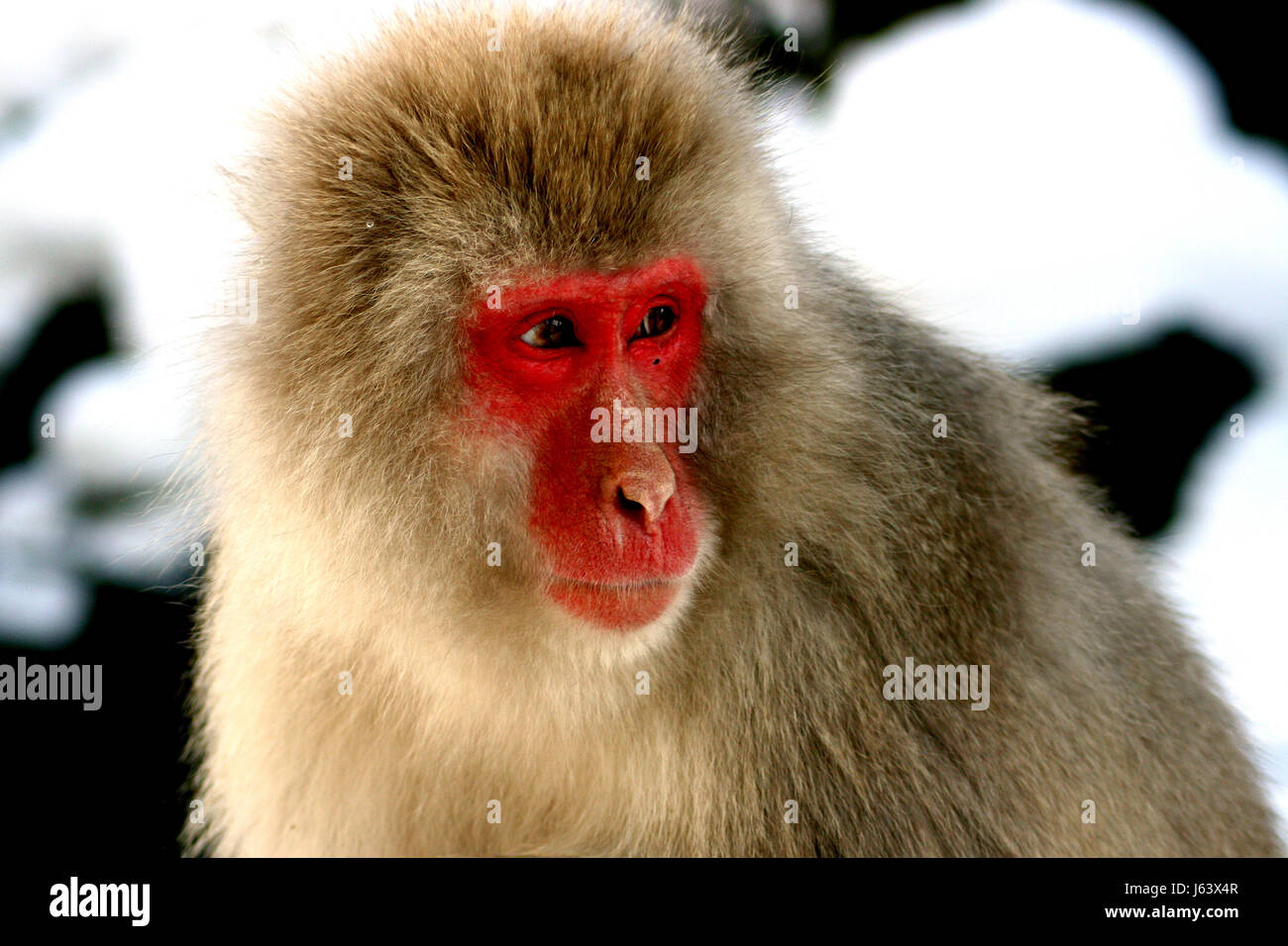 Cold Monkey Face
