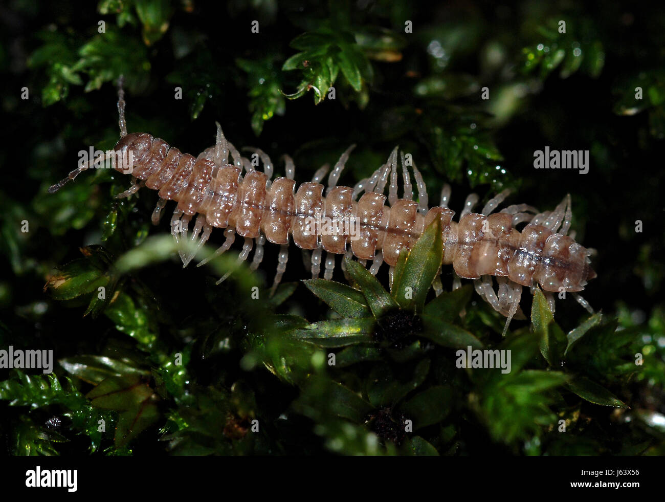 insect caterpillar thousand forest worm insect caterpillar thousand ...