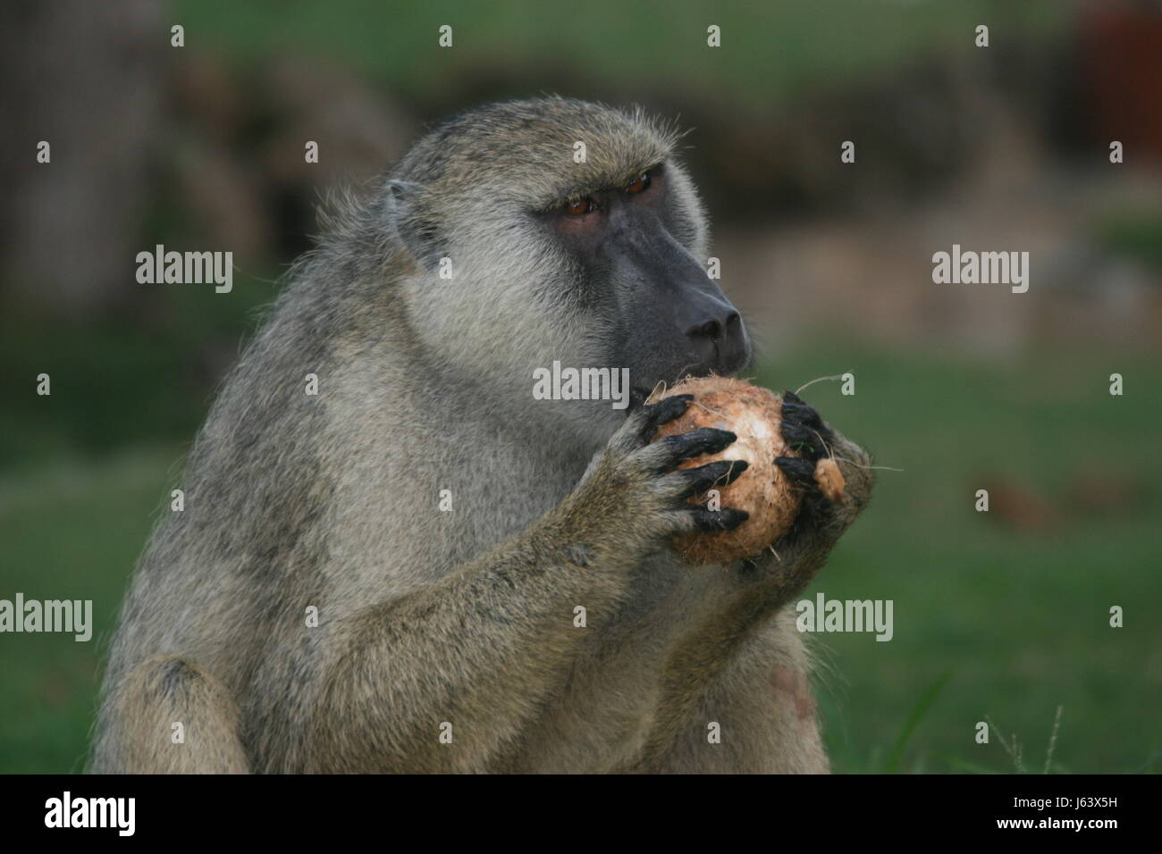 monkey and coconut Stock Photo - Alamy