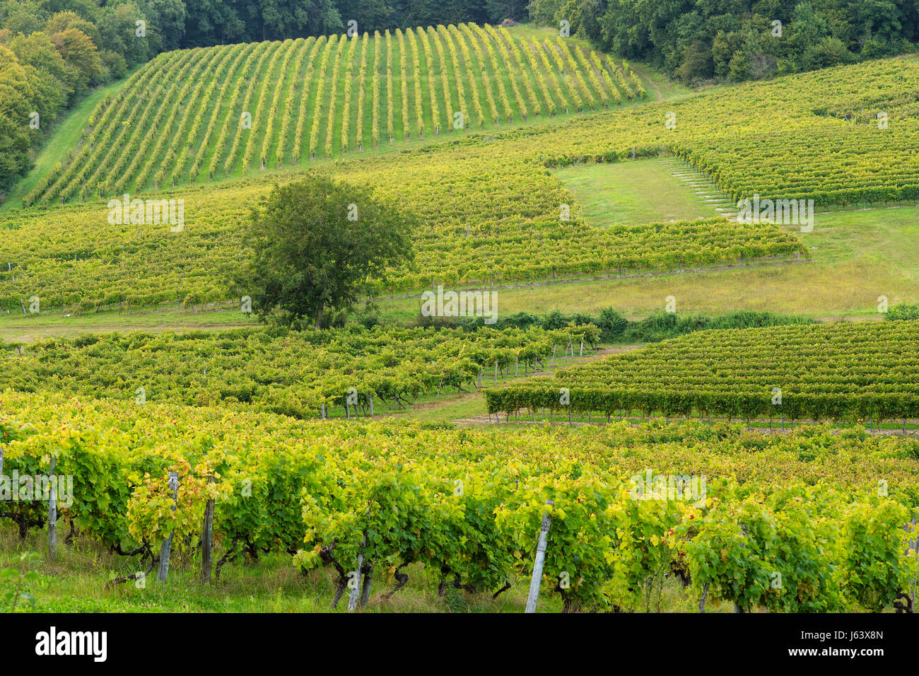 Cognac vineyard hi-res stock photography and images - Alamy