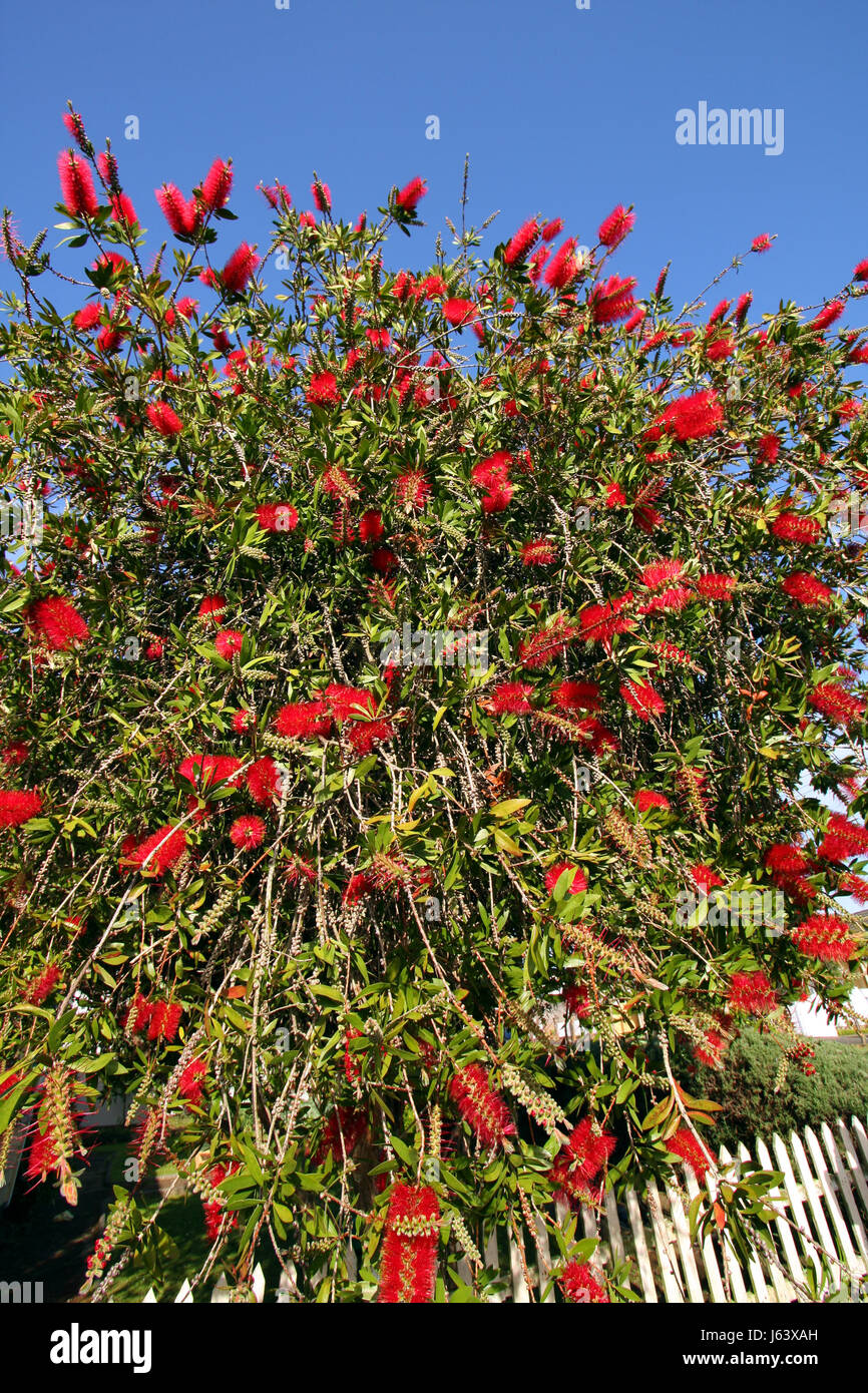 blue tree bloom blossom flourish flourishing firmament sky red blue ...