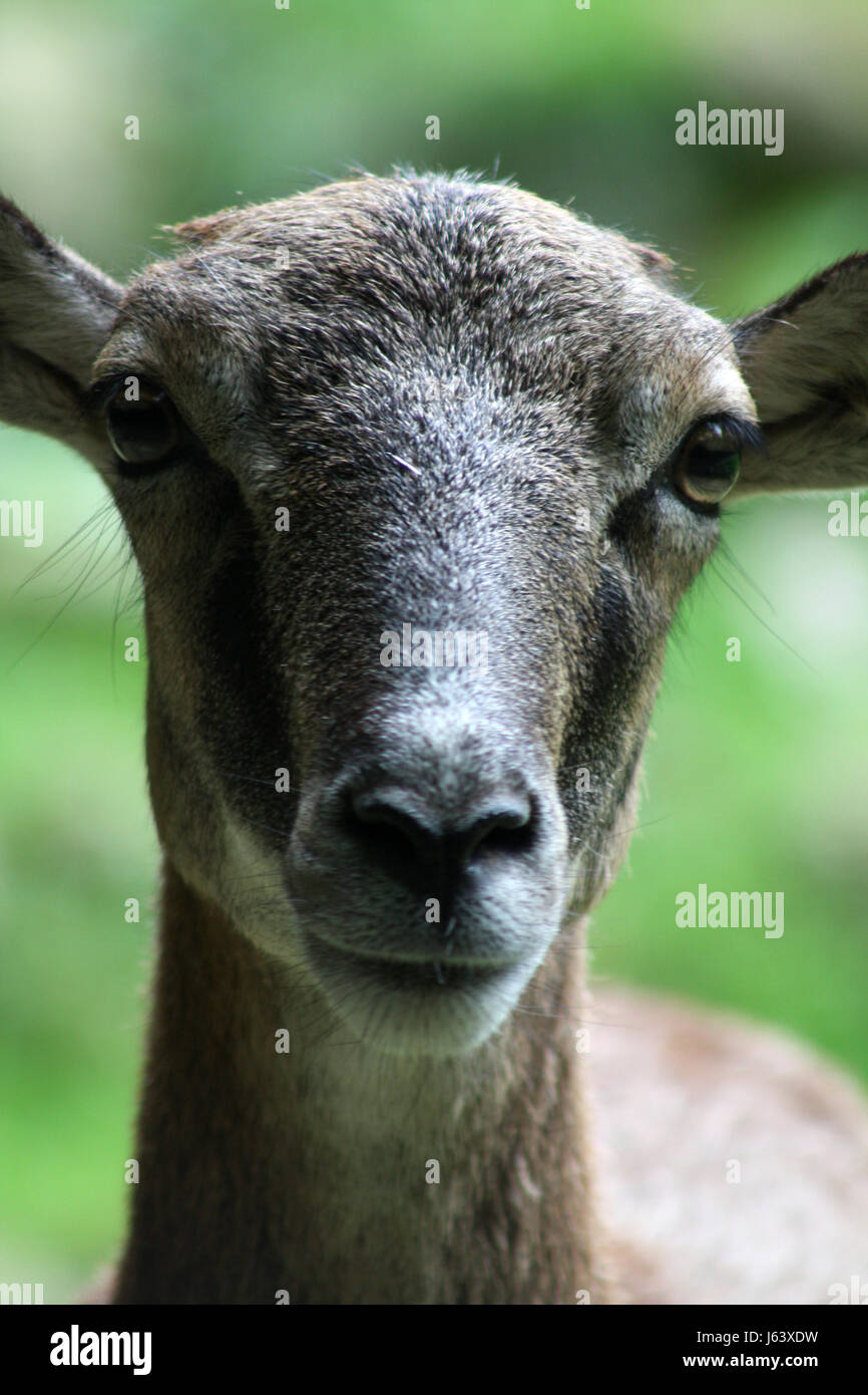 sheep frontally ruminant animal rock sheep wild animal ruminant mufflon ...