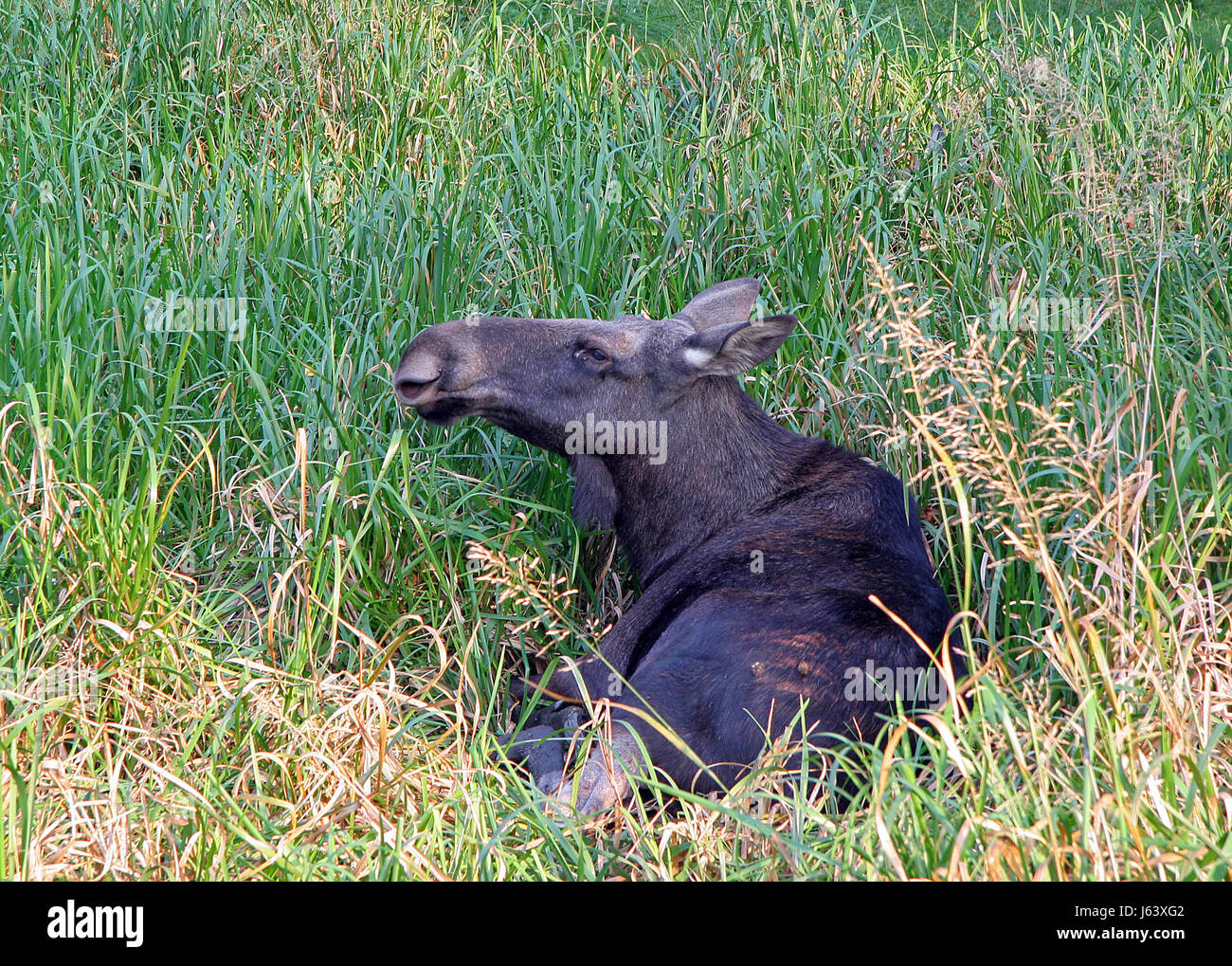animal lie lying lies elk facilitate ease resting relax recover ...