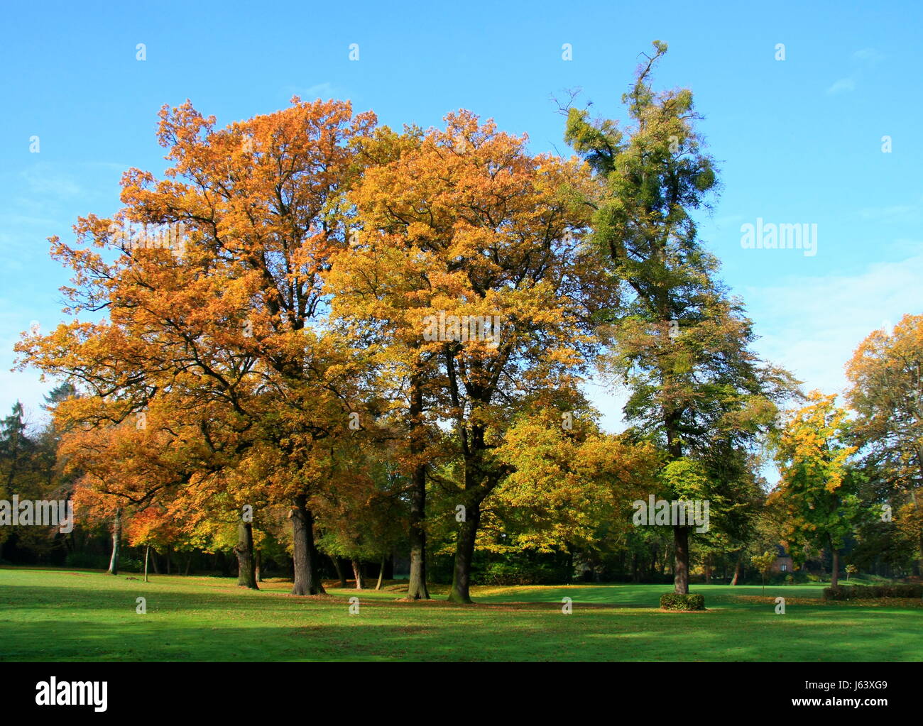 tree trees park leaves coloured colourful gorgeous multifarious richly ...