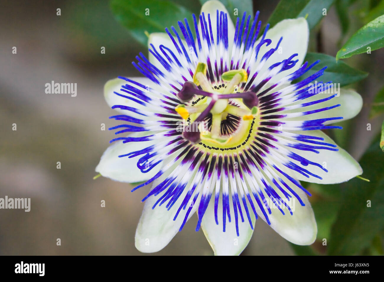 Passiflora caerulea passifloraceae hi-res stock photography and images ...