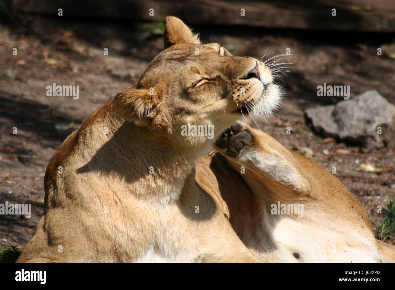 lion cat big cat feline predator scrape fleas lioness itch beautiful ...