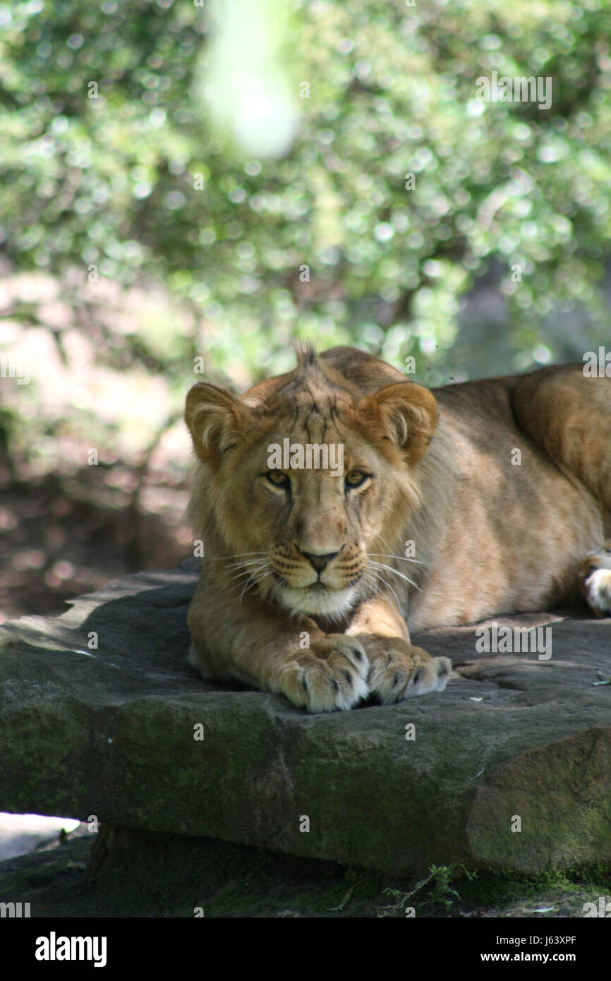 Evil lion hi-res stock photography and images - Alamy