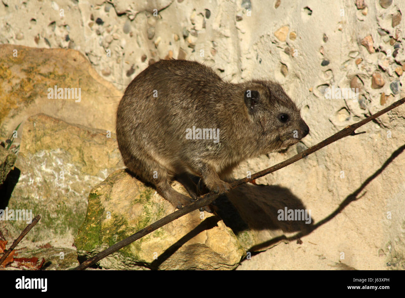playing rock hyrax Stock Photo - Alamy