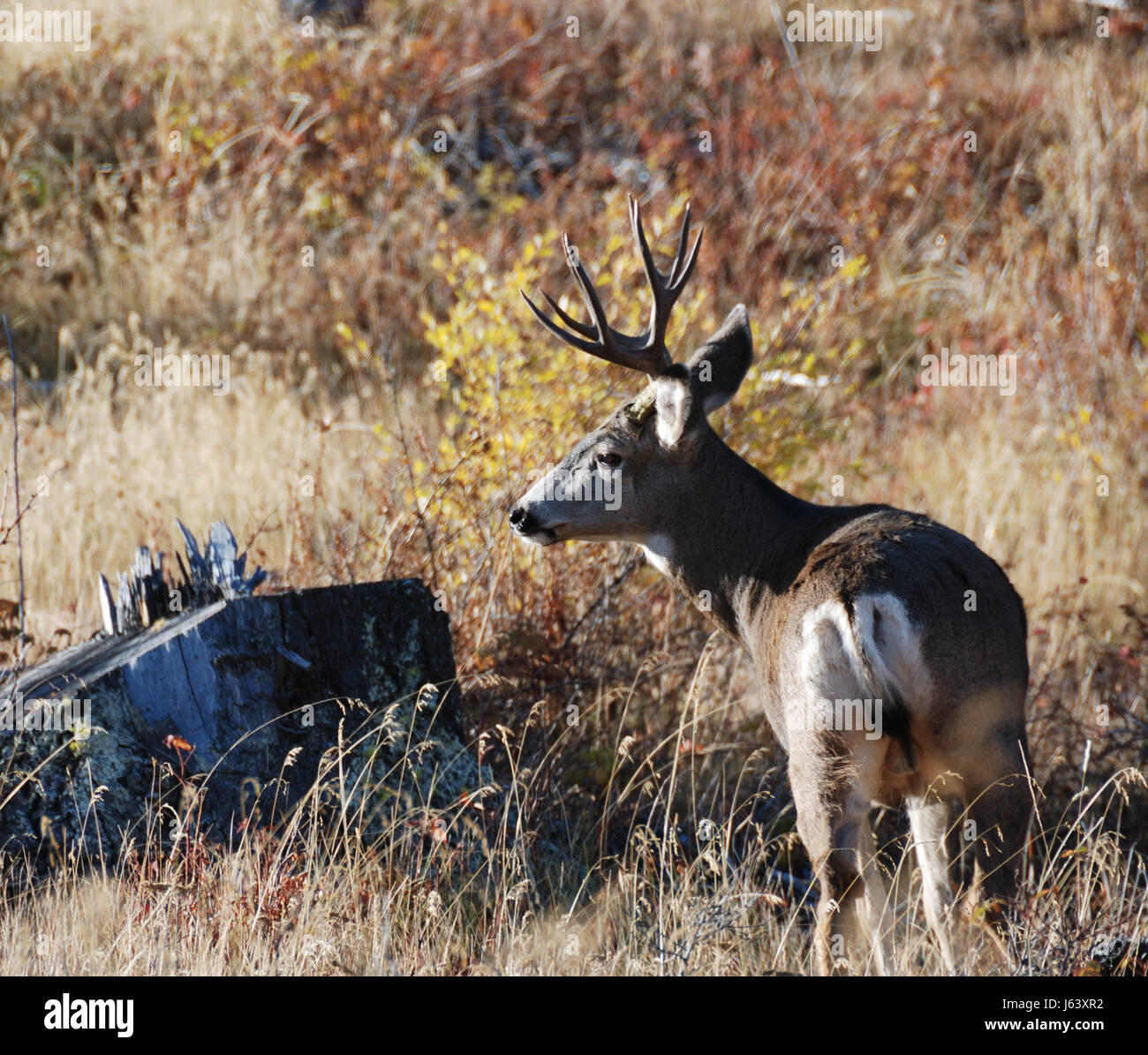 buck mule deer close animal buck mule season deer hunting chase nature ...