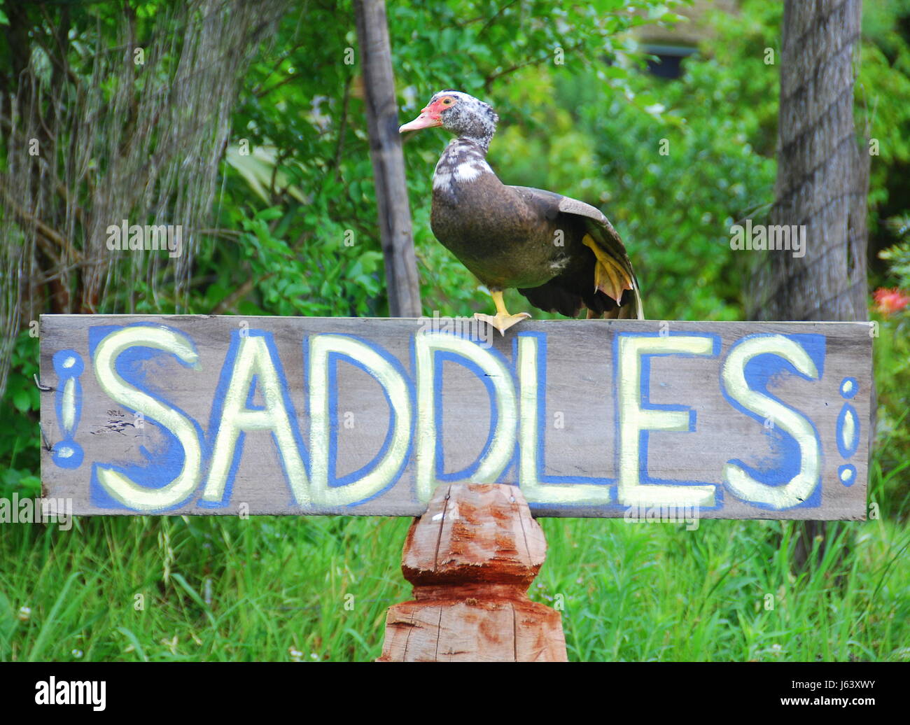 duck balance equilibrium shield wing feathers beak duck balance ...