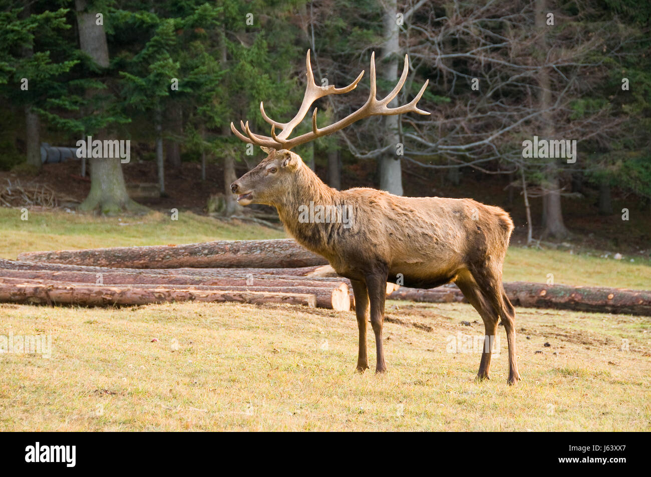 horns deer stag stags meadow hart stag tree trees mammal wild mammals ...