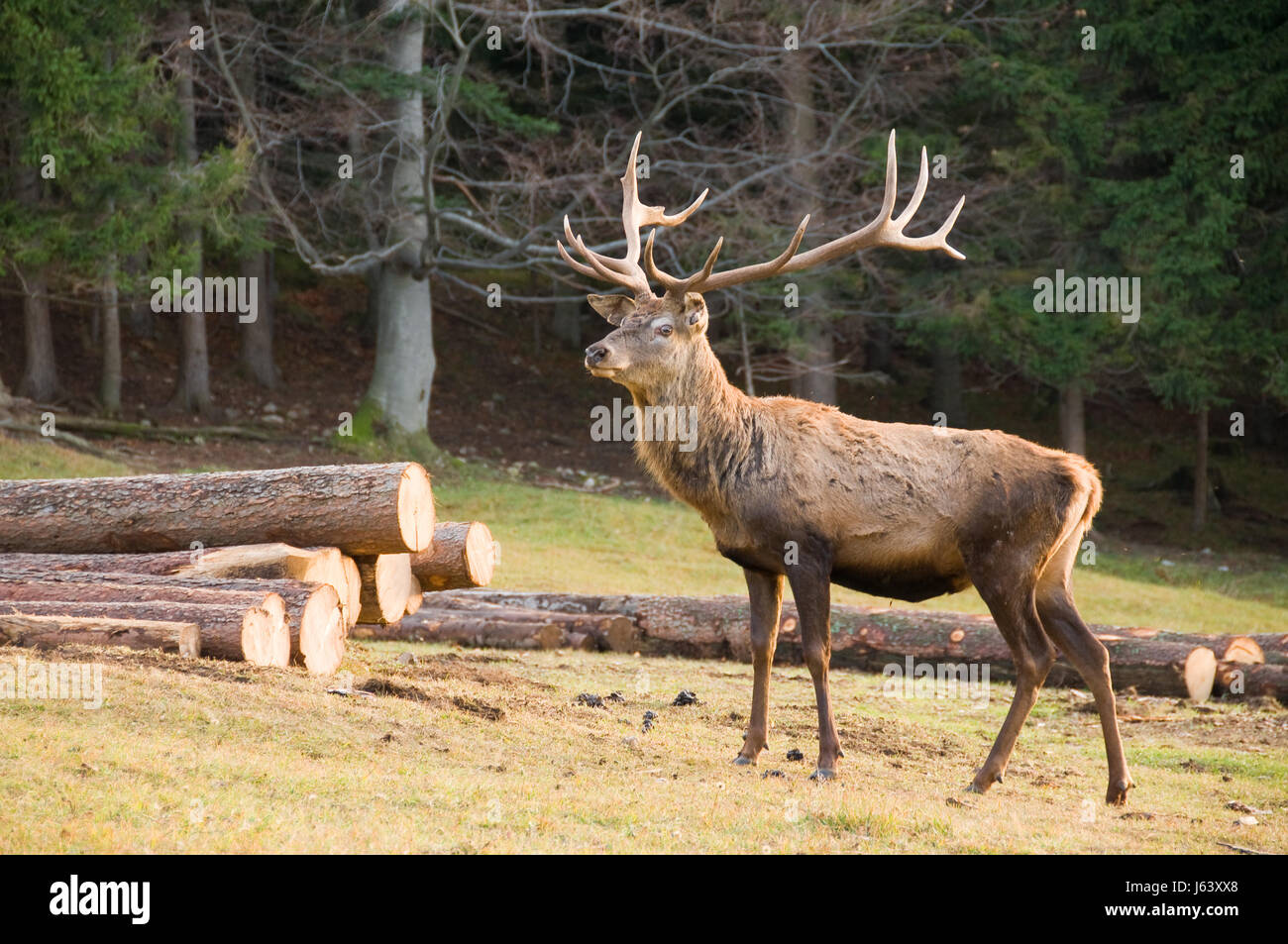 horns deer stag stags meadow hart stag tree trees mammal wild mammals ...