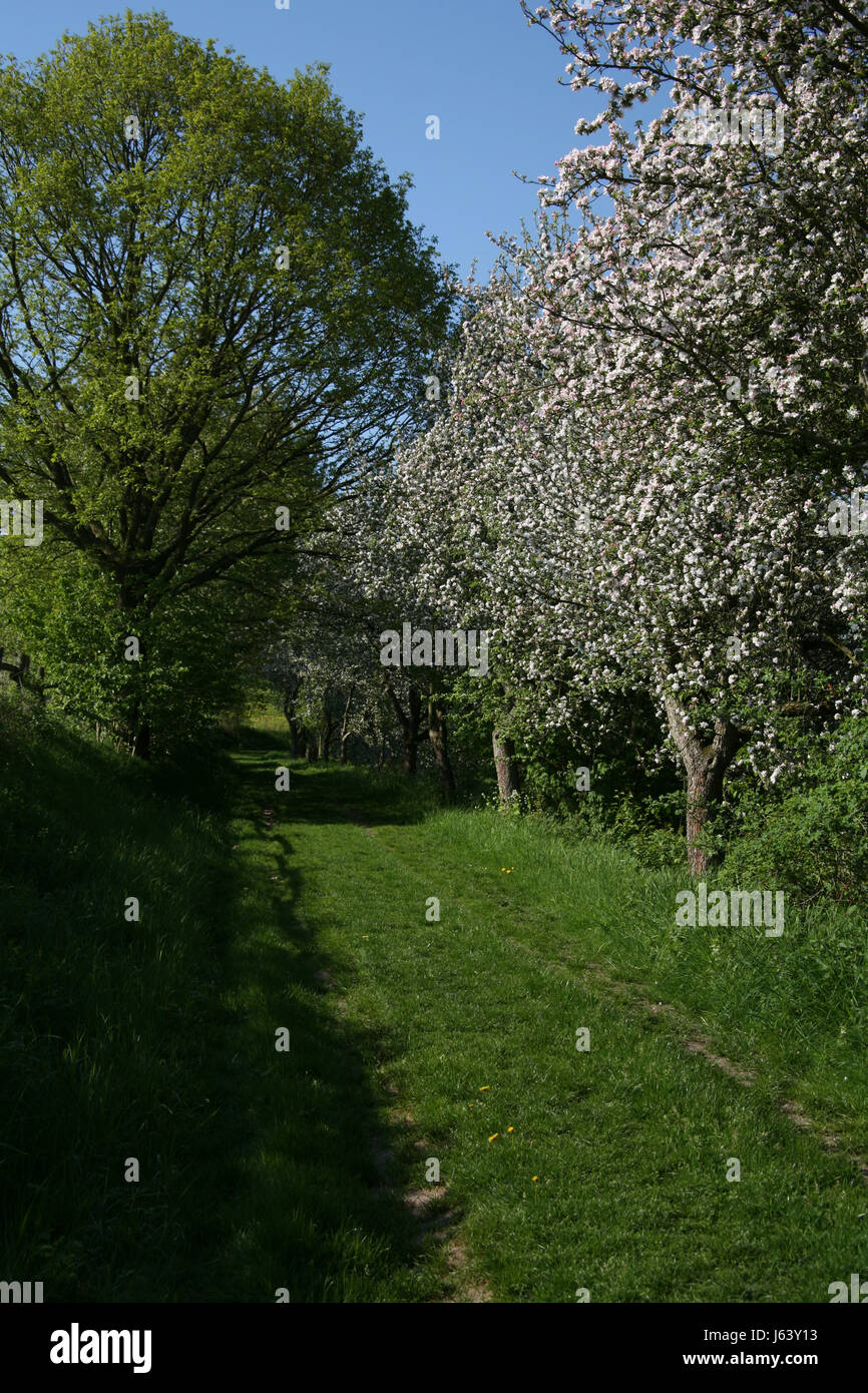 bloom blossom flourish flourishing spring May tree trees bloom blossom ...