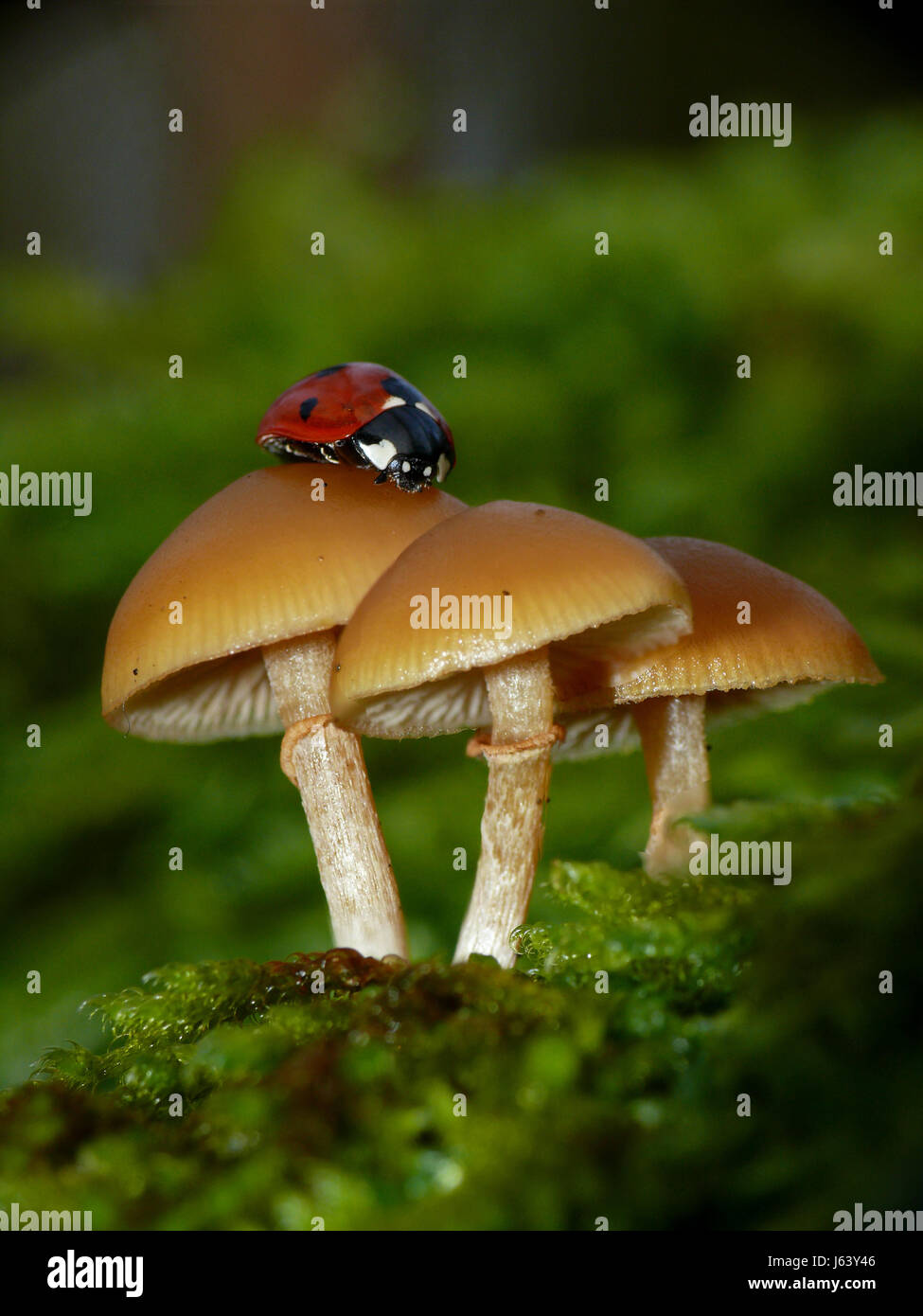 mushroom fungus toadstool moss deadly conifer forest toxic poisonous ...