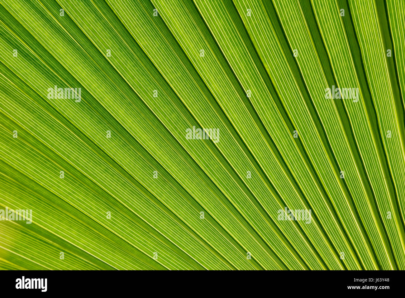 leaf green palm tree veins fibres fibers frond plant nature leaf green ...