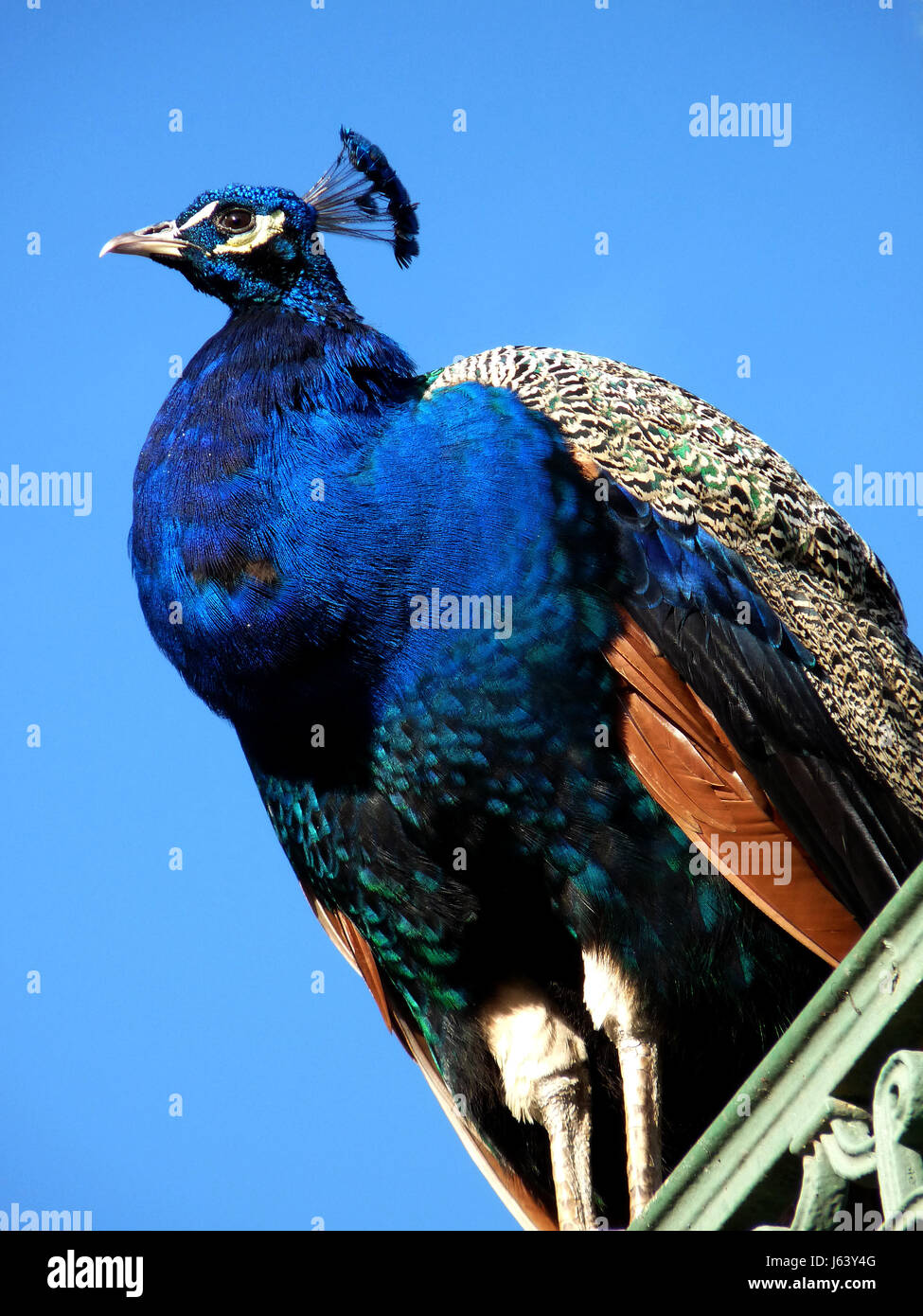 blue bird birds feathers plumage peacock iridescent vain proud pride ...