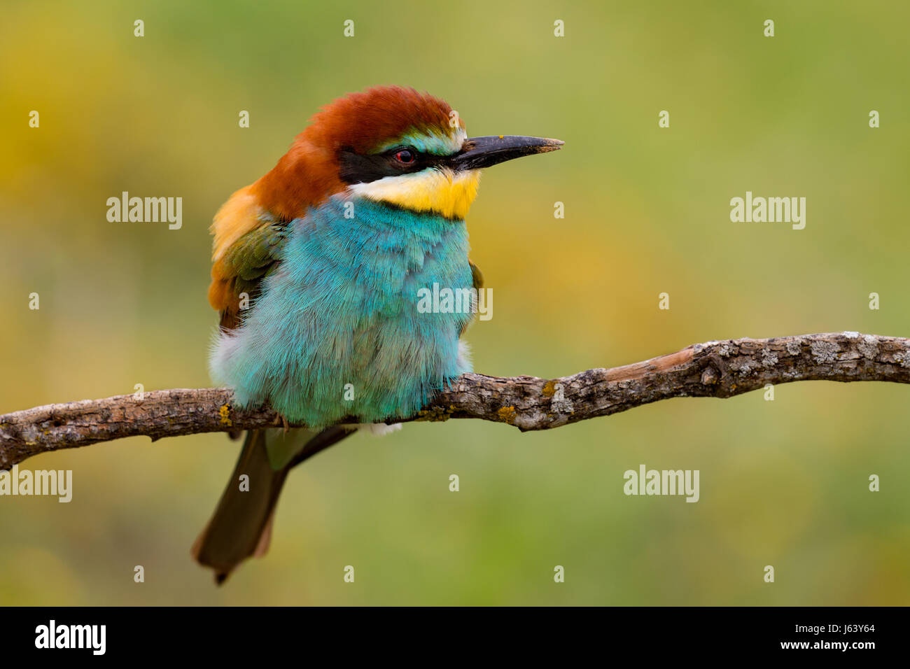 Portrait of a colorful bird looking at side Stock Photo - Alamy