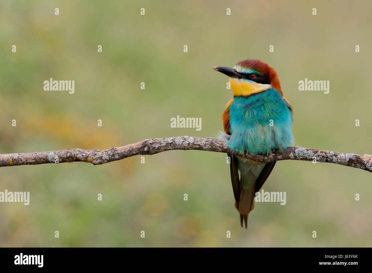 Portrait of a colorful bird looking at side Stock Photo - Alamy
