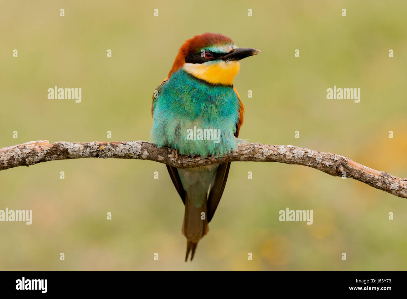 Portrait of a colorful bird looking at side Stock Photo - Alamy