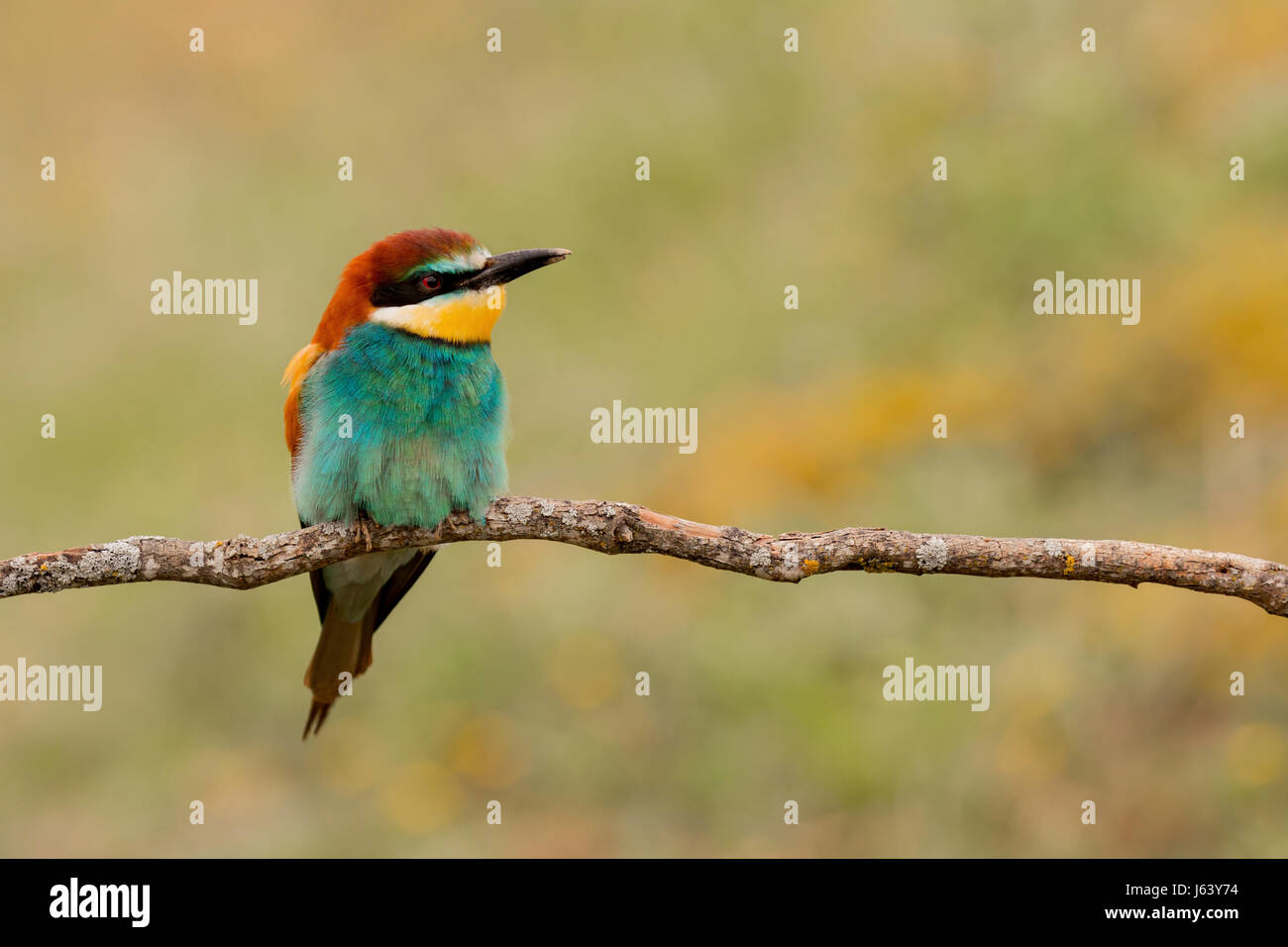 Portrait of a colorful bird looking at side Stock Photo - Alamy